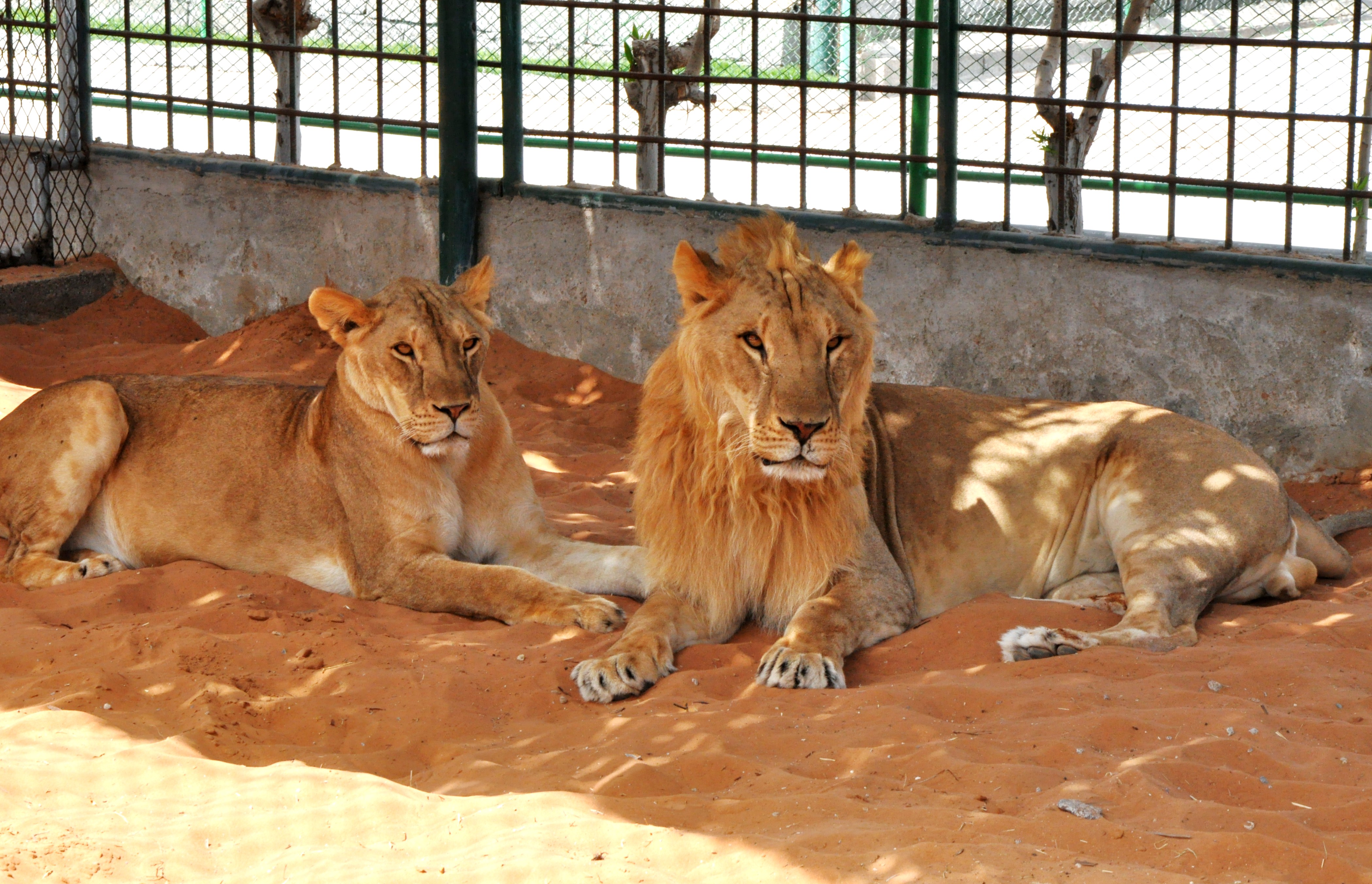 Activities in Ras Al Khaimah